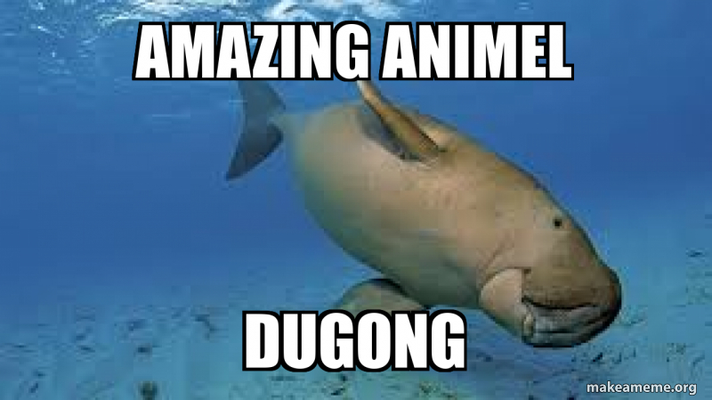 amazing animel dugong Meme Generator