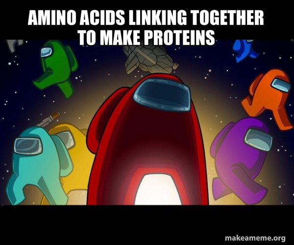 Amino acids linking together to make proteins - Among Us Meme Generator