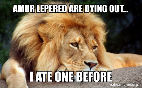 amur lepered are dying out... i ate one before - Confession Lion Meme ...