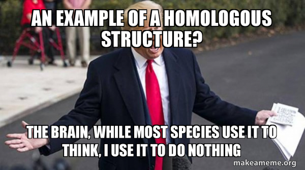 an example of a homologous structure? the brain, while most species use ...