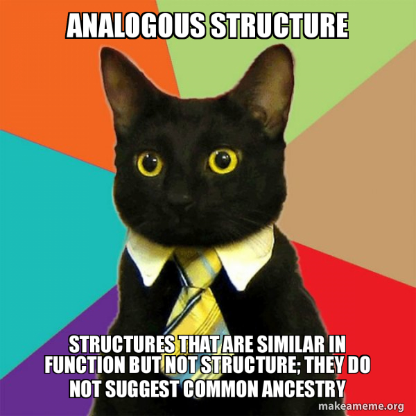 Analogous Structure structures that are similar in function but not ...