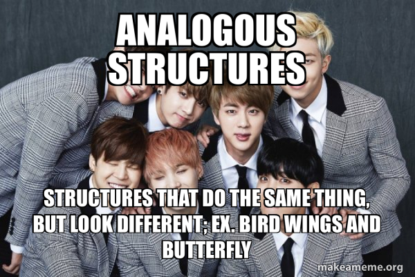 Analogous Structures structures that do the same thing, but look ...