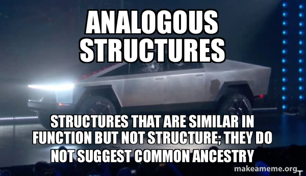 Analogous Structures structures that are similar in function but not ...