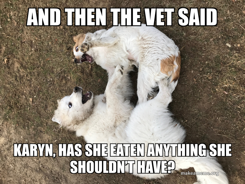 And then the vet said Karyn, has she eaten anything she shouldnâ€™t ...