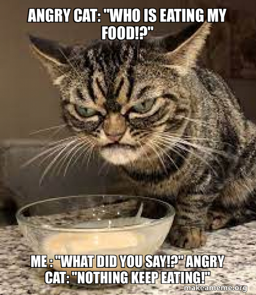 angry cat: "who is eating my food!?" me : "what did you say!?" angry ...