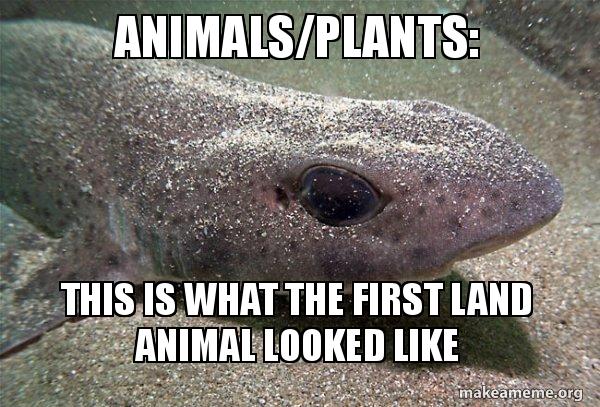 Animals/Plants: This is what the first land animal looked like - Dirty ...