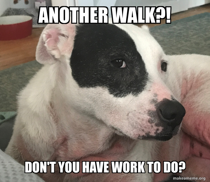 Another walk?! Don't you have work to do? Meme Generator