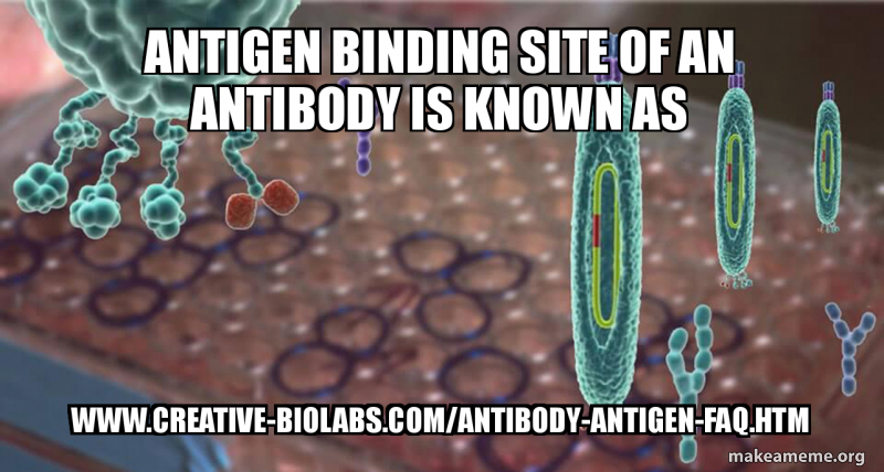 antigen binding site of an antibody is known as www.creative-biolabs ...