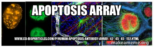 apoptosis array www.cd-bioparticles.com/p/Human-Apoptosis-Antibody ...