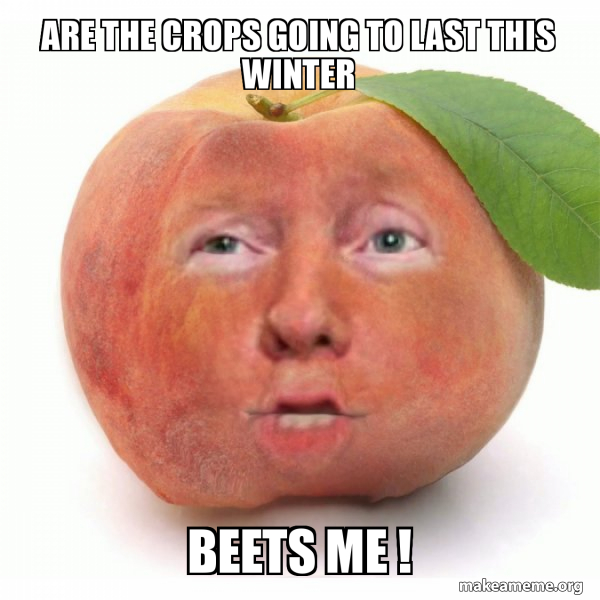 Are The Crops Going To Last This Winter Beets Me ! - Impeached Donald ...