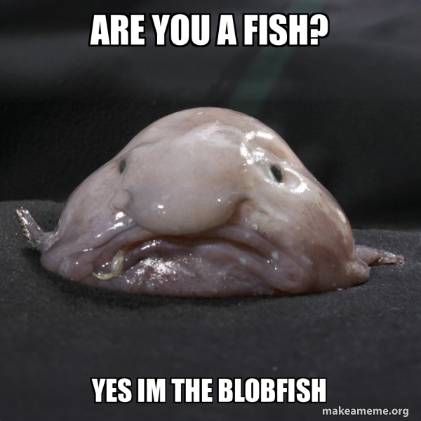 are you a fish? yes im the blobFISH - Blobfish Meme Generator