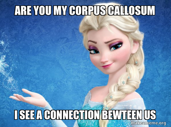 are you my Corpus Callosum i see a connection bewteen us - Elsa from ...