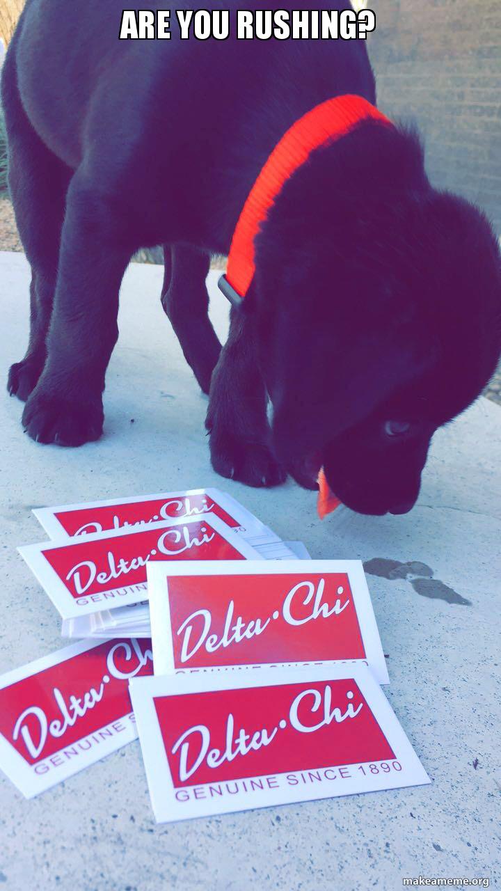 Are you rushing? - Frat pup Meme Generator