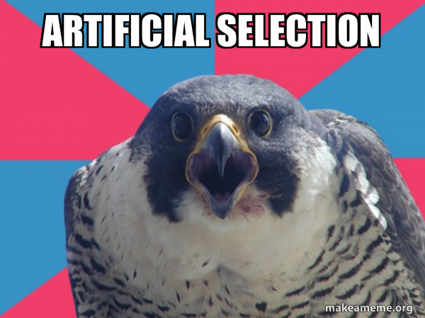 Artificial selection - Millennial Falcon Meme Generator