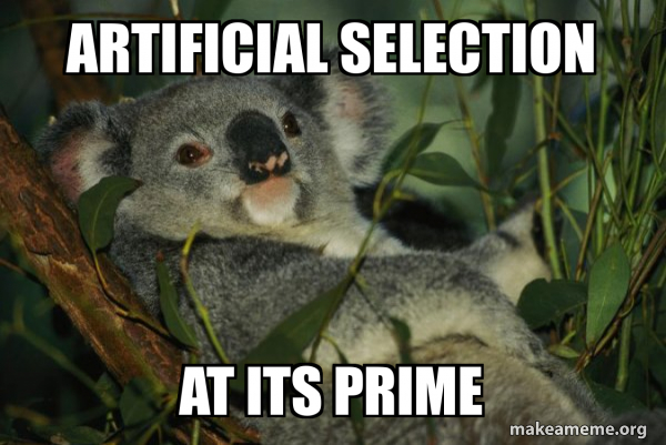 artificial selection at its prime - Laid Back Koala Meme Generator