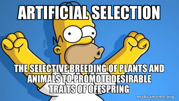 Artificial Selection the selective breeding of plants and animals to ...