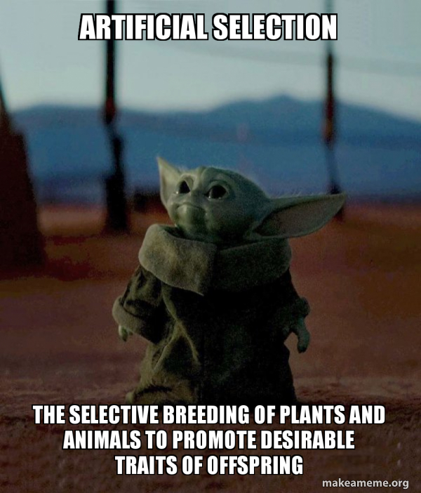 artificial selection the selective breeding of plants and animals to ...