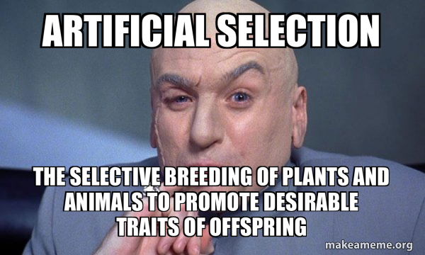 Artificial Selection the selective breeding of plants and animals to ...