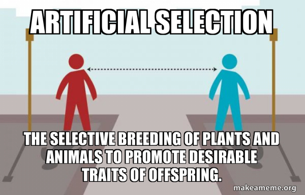 Artificial Selection The selective breeding of plants and animals to ...