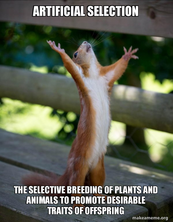 Artificial Selection the selective breeding of plants and animals to ...