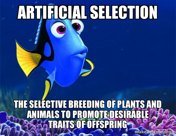 Artificial selection the selective breeding of plants and animals to ...