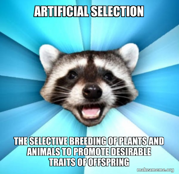 Artificial Selection the selective breeding of plants and animals to ...