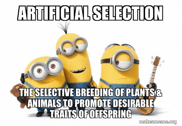 Artificial Selection The selective breeding of plants & animals to ...