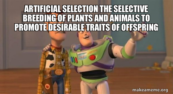 Artificial Selection the selective breeding of plants and animals to ...
