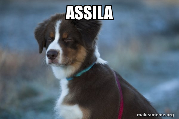 assila - Unsure Dog Meme Generator