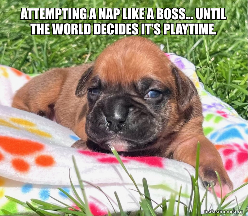 Attempting a nap like a boss... until the world decides it's playtime ...