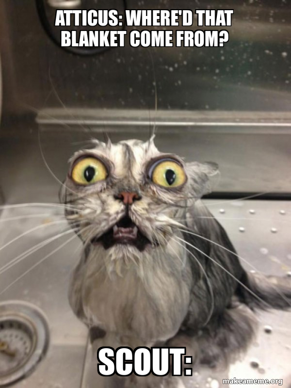 Atticus: Where'd that blanket come from? Scout: - Cat bath Meme Generator