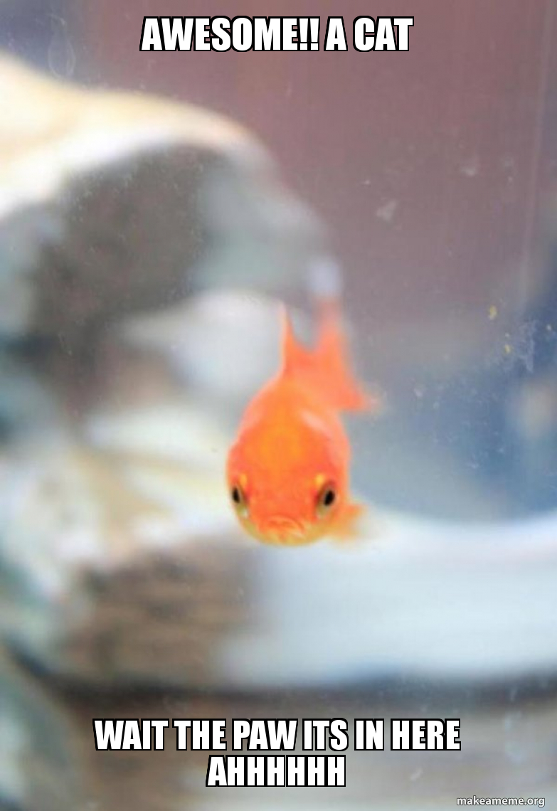 Awesome!! a cat wait THE PAW ITS IN HERE AHHHHHH - Grumpy Fish Meme ...