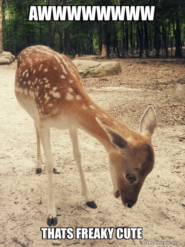 awwwwwwww thats freaky cute - O M G Deer Meme Generator