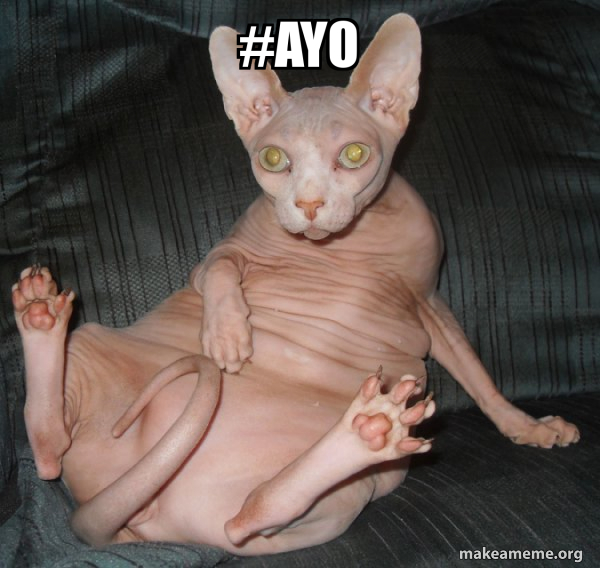 #ayo - Hairless Cat Meme Generator
