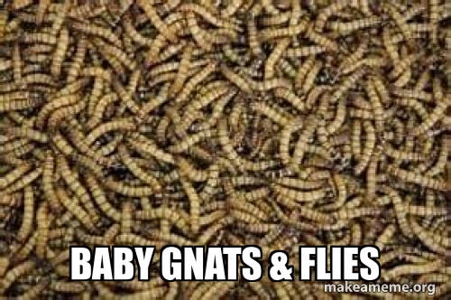 baby gnats & flies Meme Generator