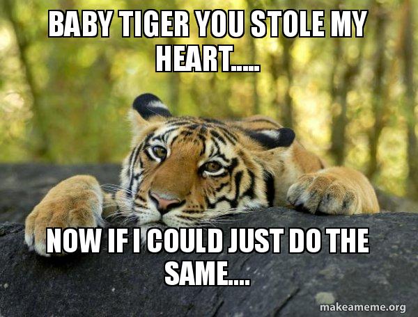 Baby Tiger Memes 23 Tiger Memes To Make You Roar All Day I Can Has