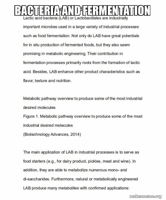 bacteria and fermentation Meme Generator