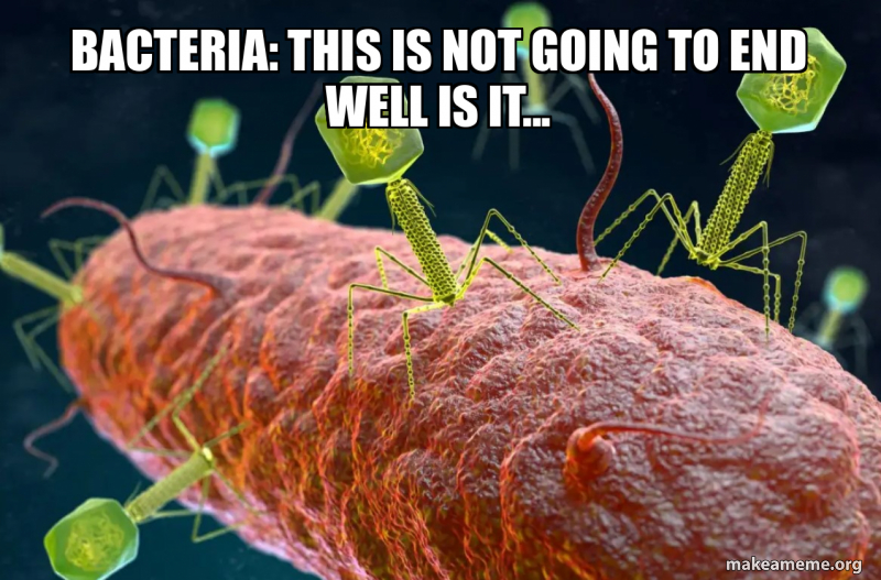 bacteria: this is not going to end well is it... Meme Generator