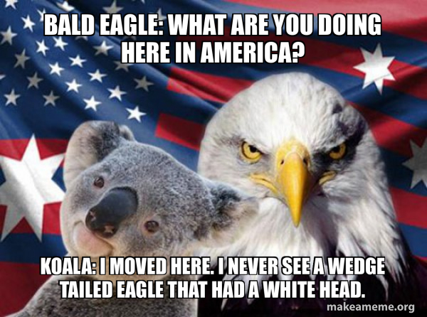 Bald Eagle: What are you doing here in America? Koala: I moved here. I ...