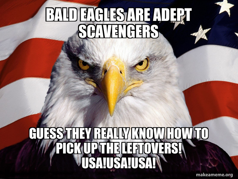Bald eagles are adept scavengers Guess they really know how to pick up ...