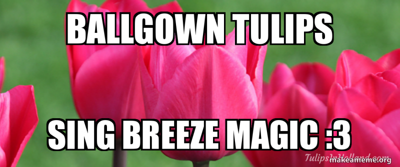 Ballgown tulips Sing breeze magic :3 - Spring is super pretty! Meme ...