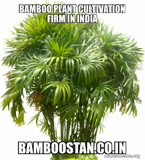 Bamboo Plant Cultivation Firm in India bamboostan.co.in Meme Generator
