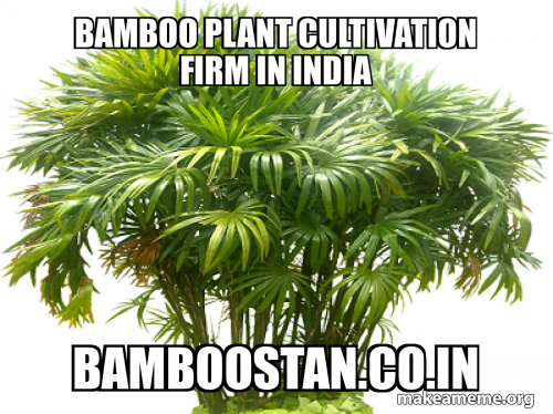Bamboo Plant Cultivation Firm in India bamboostan.co.in Meme Generator
