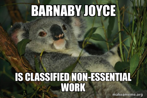 barnaby joyce is classified Non-essential work - Laid Back Koala Meme ...