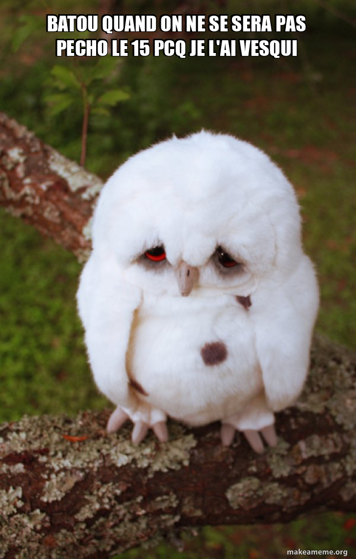 batou quand on ne se sera pas pecho le 15 pcq je l'ai vesqui - Sad Owl ...