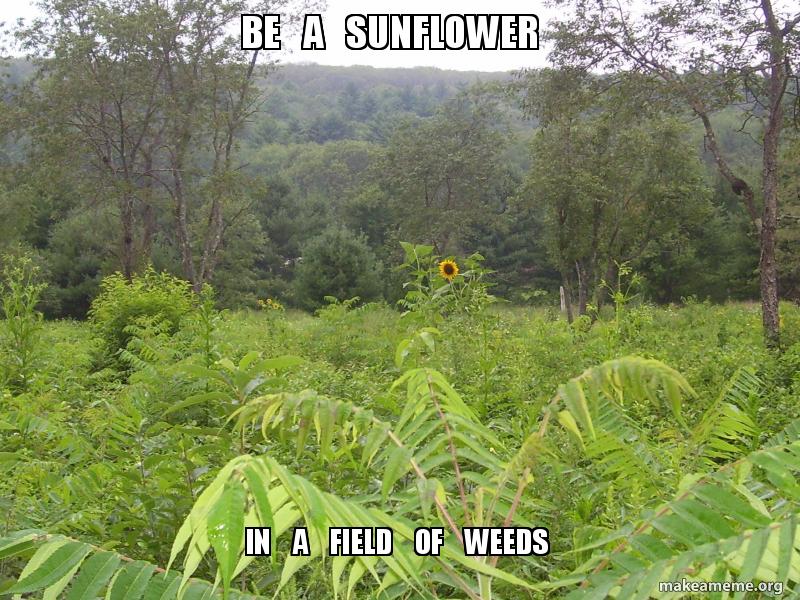 BE A SUNFLOWER IN A FIELD OF WEEDS - SUNFLOWER QUOTE Meme Generator