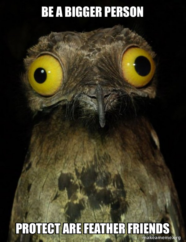 Be a bigger person Protect are feather friends - Weird Stuff I do Potoo ...