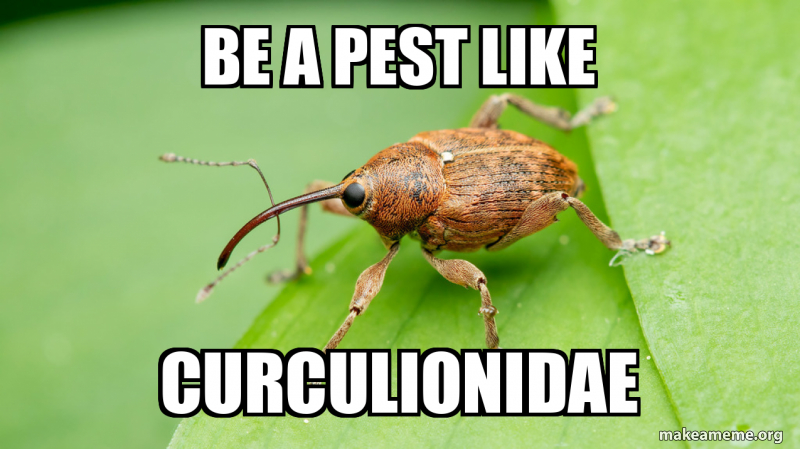 Be a pest like curculionidae Meme Generator