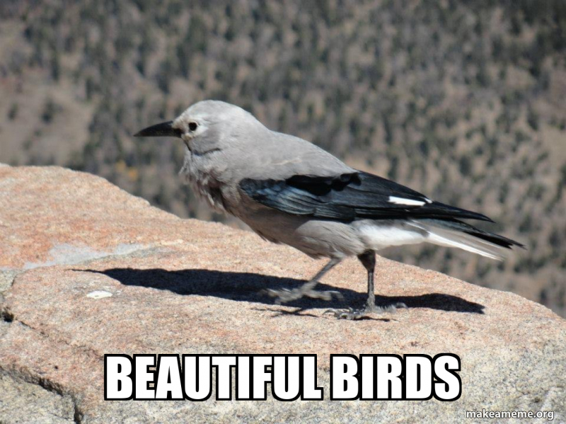 beautiful birds Meme Generator