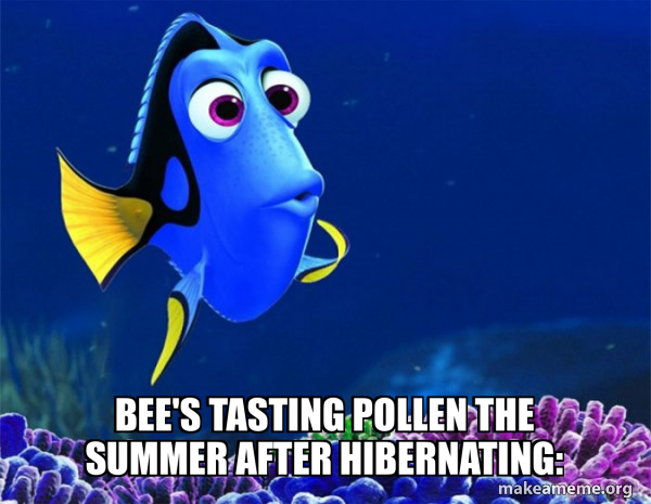 Bee's tasting pollen the summer after hibernating: - Dory from Nemo (5 ...